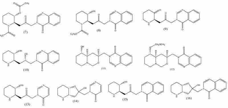 Febrifugine analogues: Promising antimalarial agents