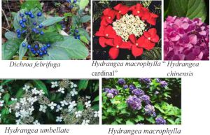 Febrifugine analogues: Promising antimalarial agents